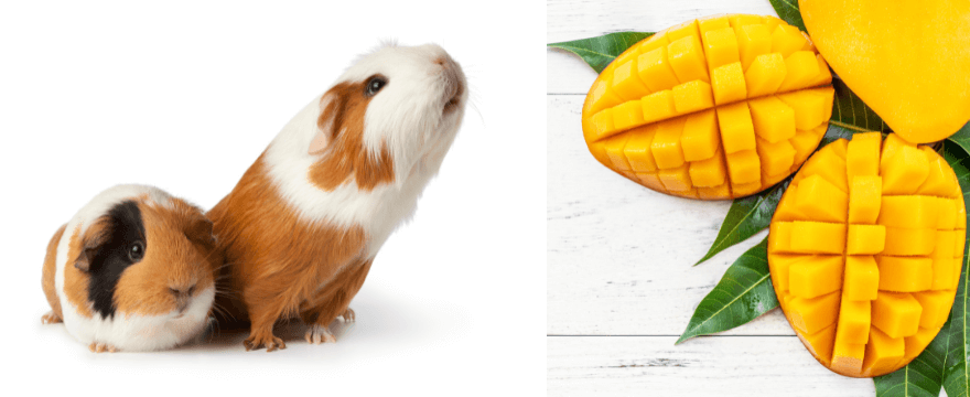 Can guinea pigs eat mango? Your Questions Answered!